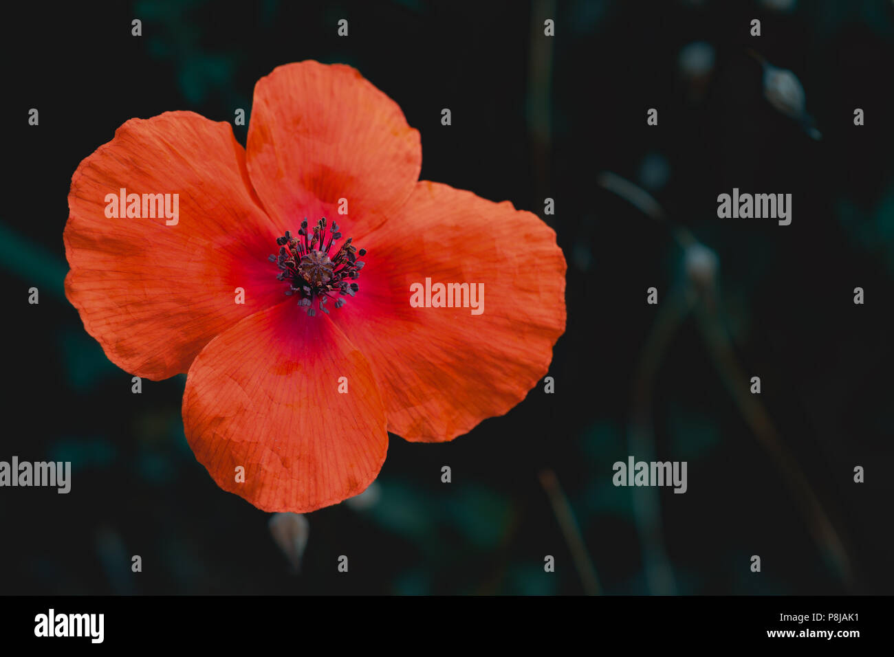 Poppy Flower, Dark Background Stock Photo - Alamy