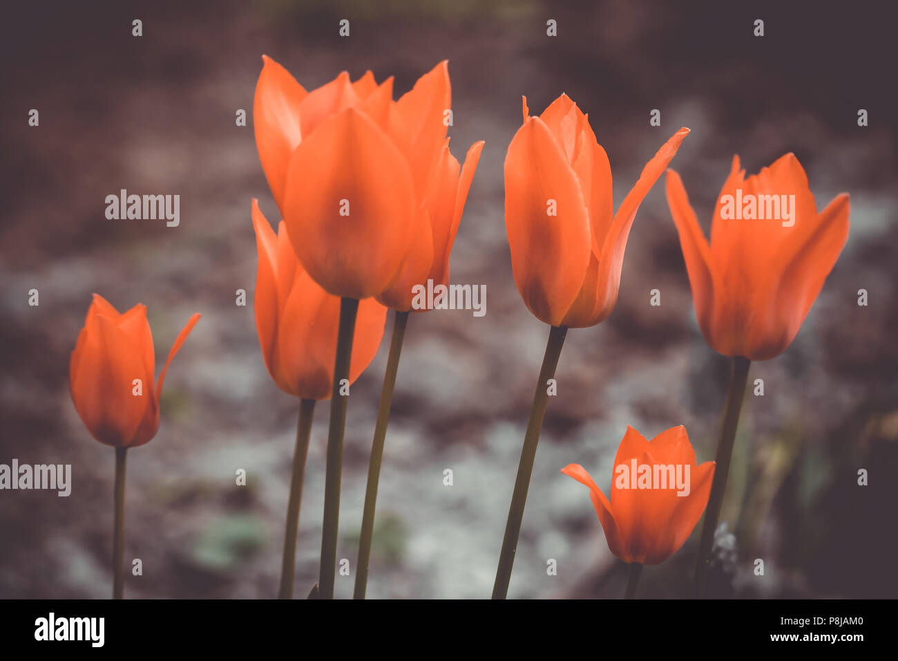 Netherlands dutch orange color hi-res stock photography and images - Alamy