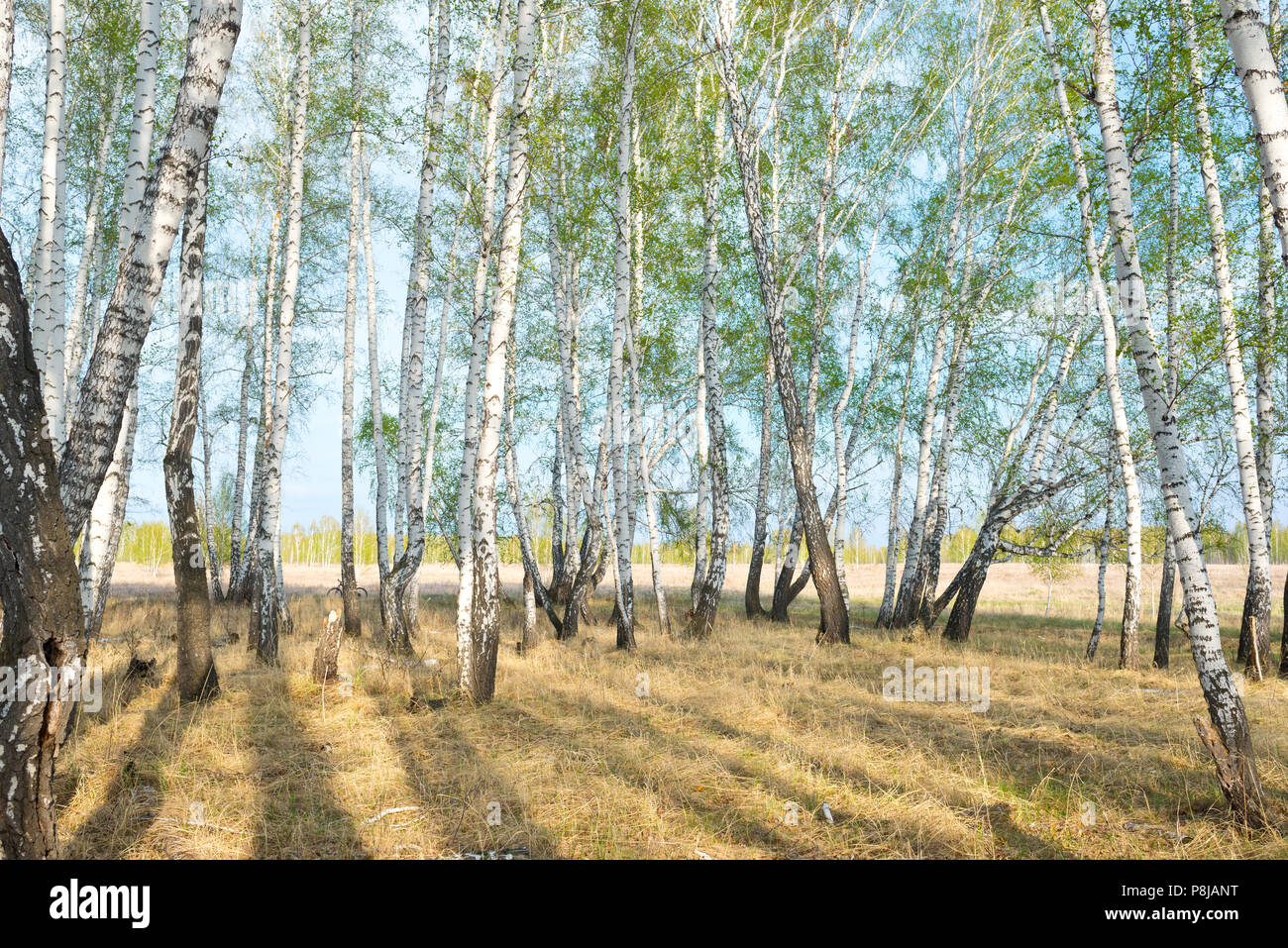 Spring birch forest Stock Photo - Alamy