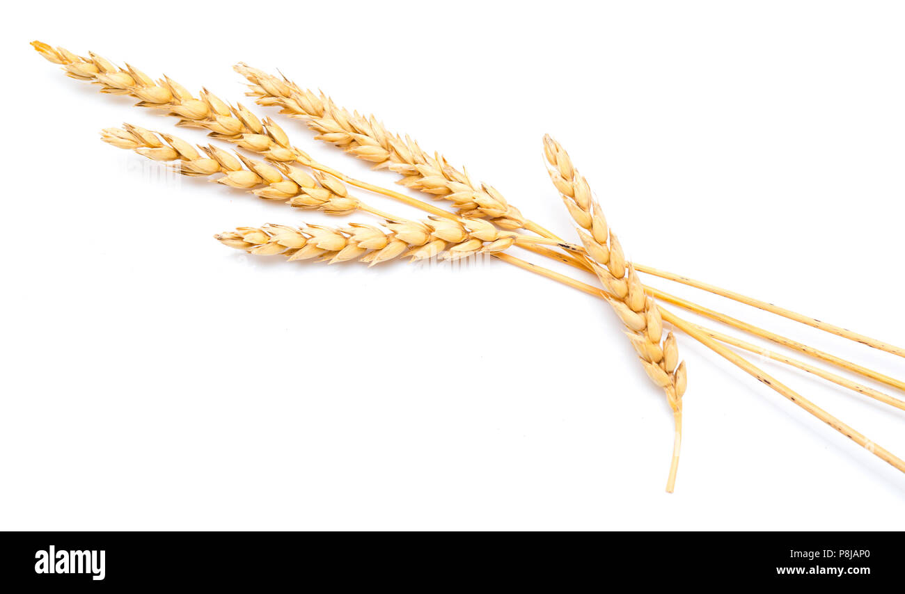 Wheat isolated on white background Stock Photo - Alamy