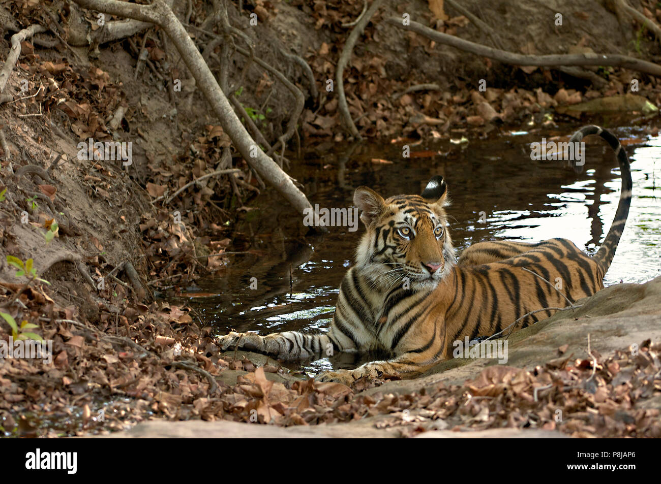 Tiger belly hi-res stock photography and images - Alamy