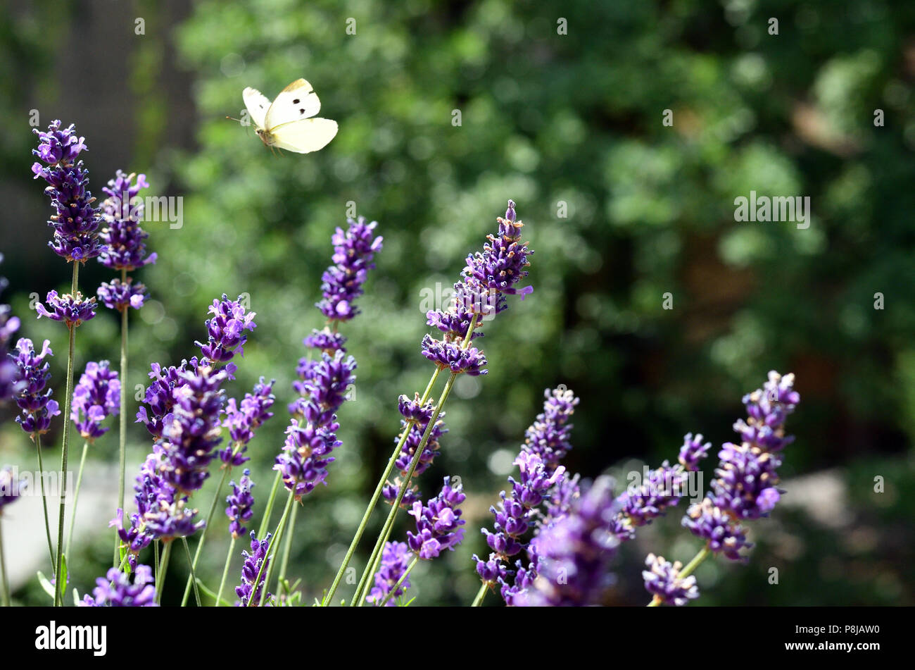 Lavender butterfly hi-res stock photography and images - Alamy