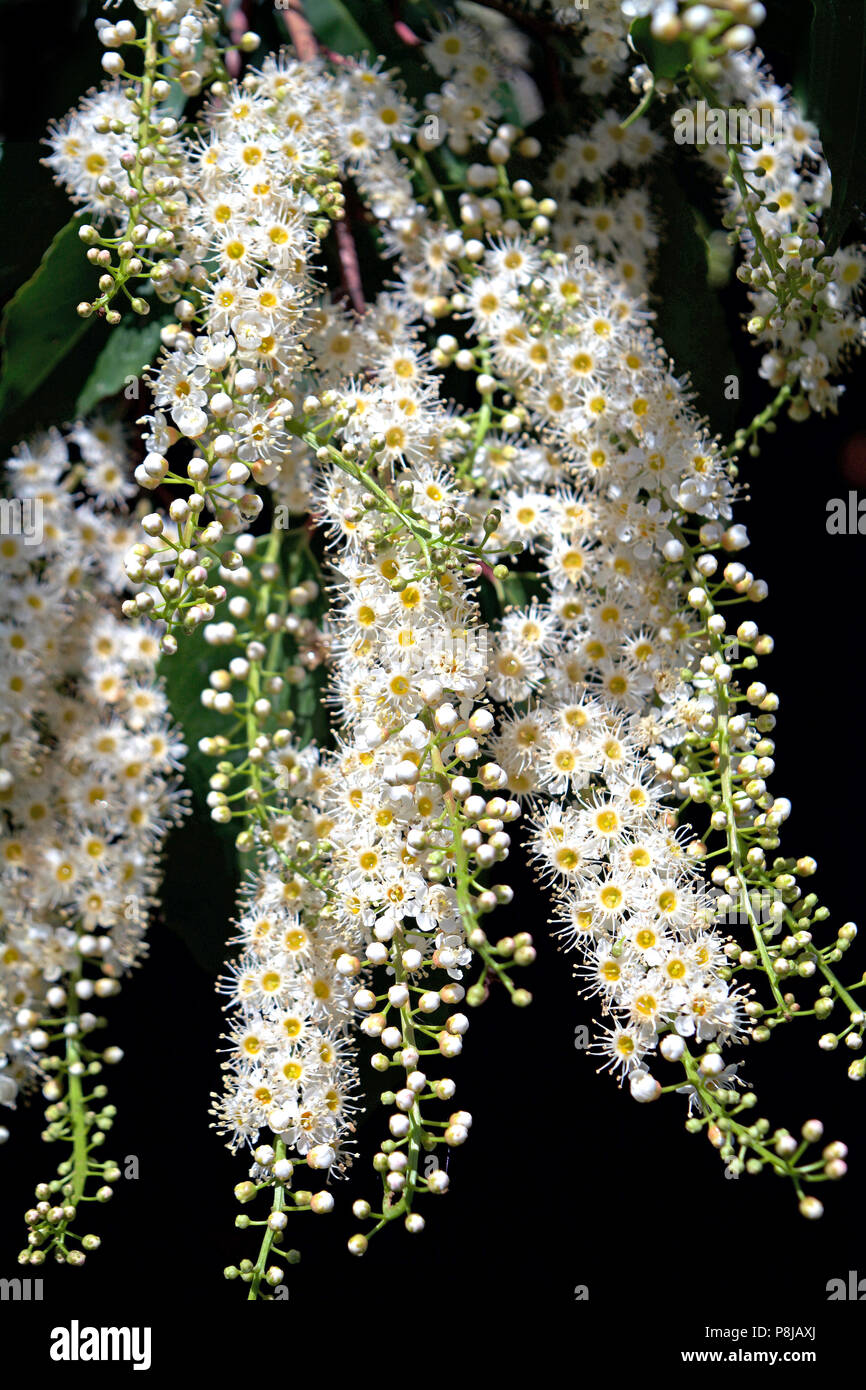 Black cherry tree hi-res stock photography and images - Alamy