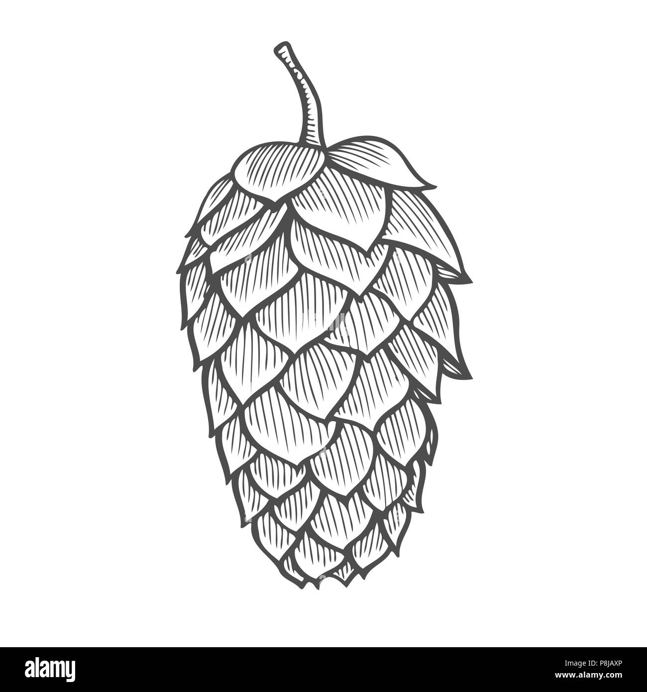 Beer hop illustration in engraving style isolated on white background ...
