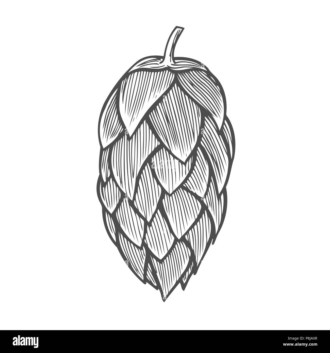 Beer hop illustration in engraving style isolated on white background ...