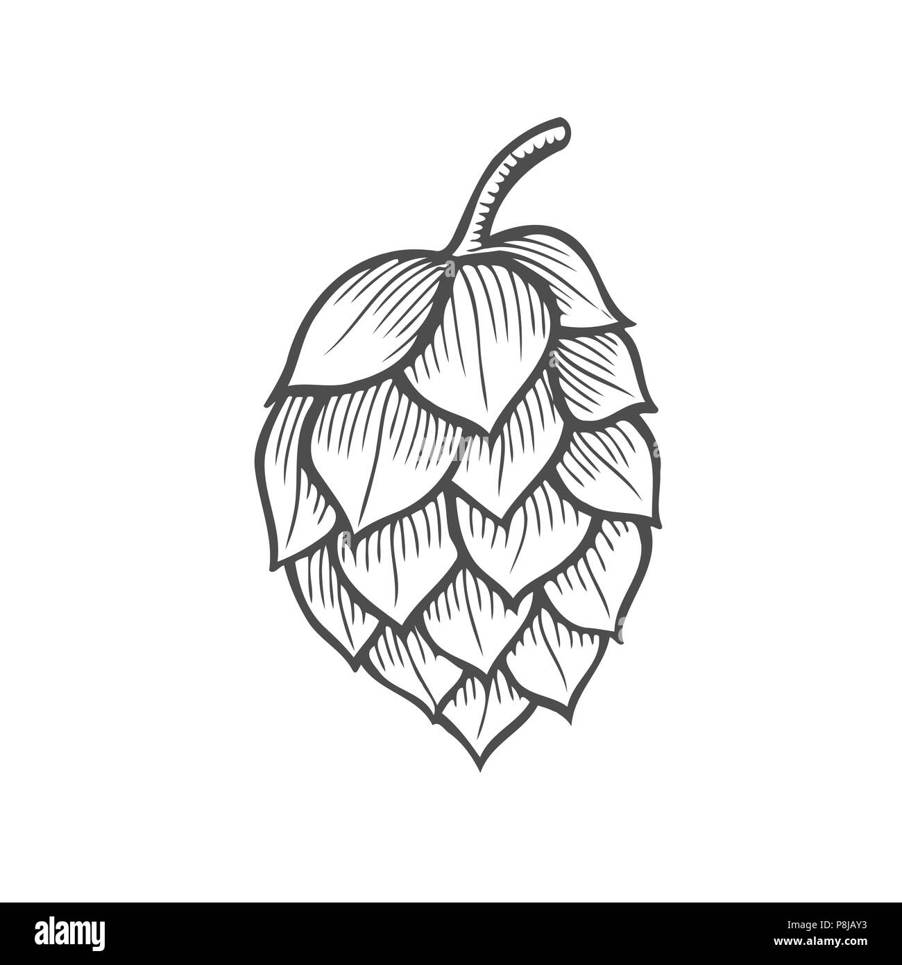 Beer hop illustration in engraving style isolated on white background ...