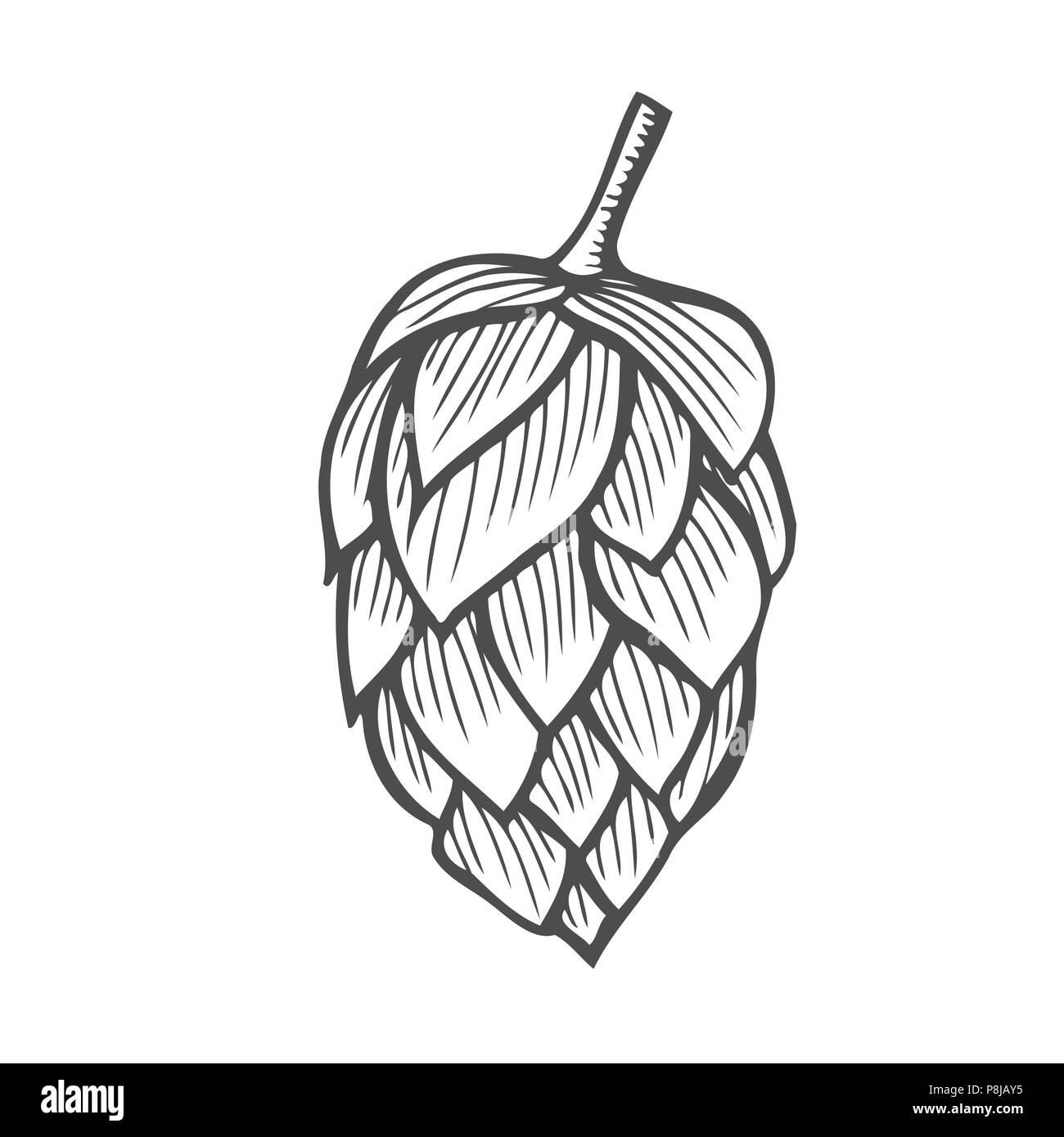 Beer hop illustration in engraving style isolated on white background ...