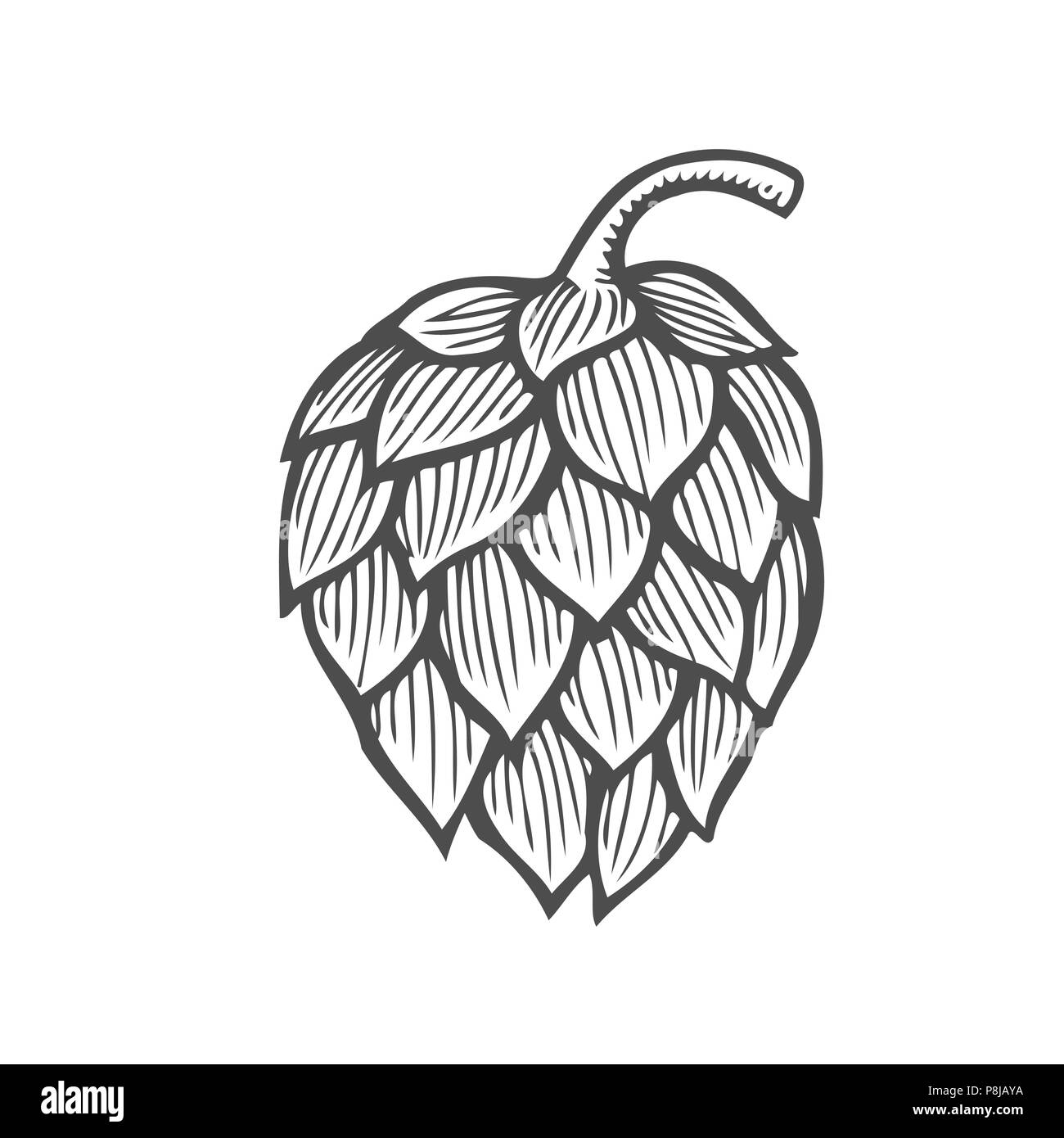 Beer hop illustration in engraving style isolated on white background ...