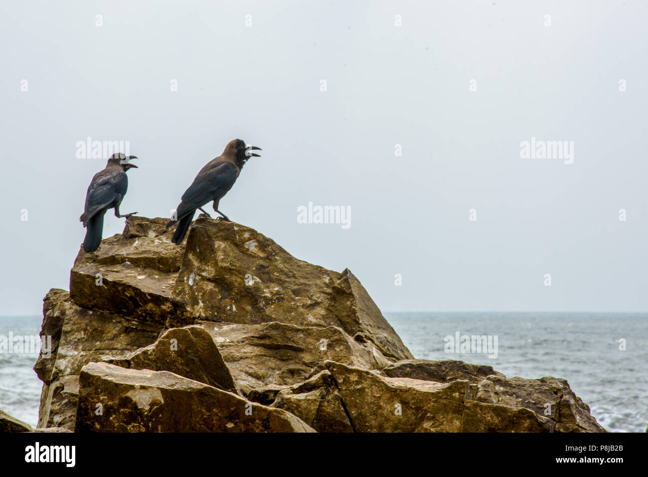 Crows rocks hi-res stock photography and images - Alamy