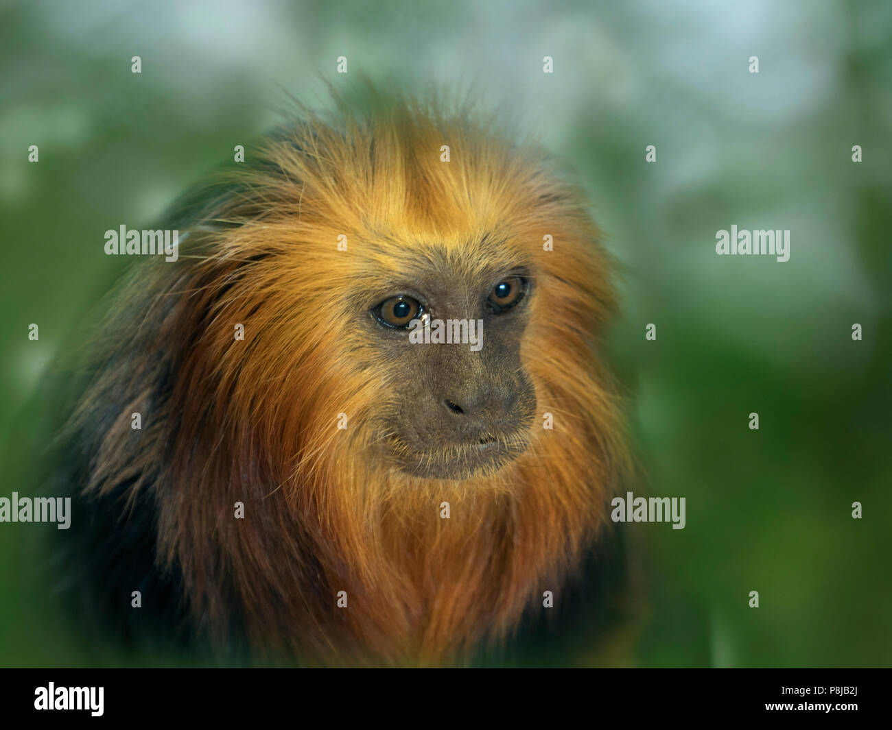 Golden-headed lion tamarin Leontopithecus chrysomelas Captive portrait ...