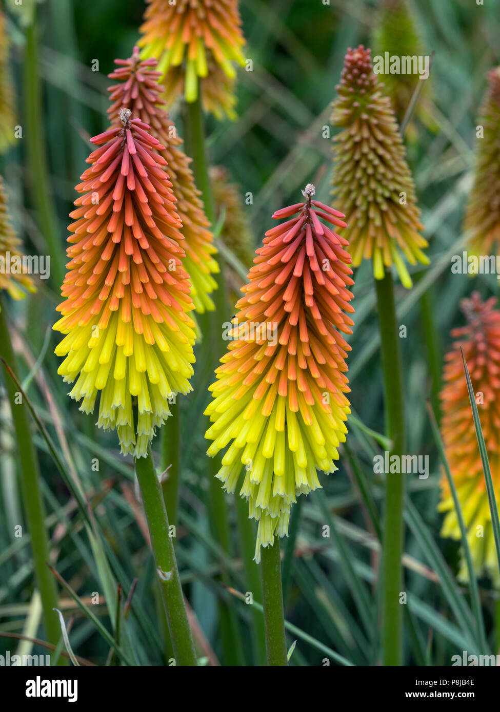 Kniphofia 'Royal Standard' Red-hot poker 'Royal Standard' in garden ...