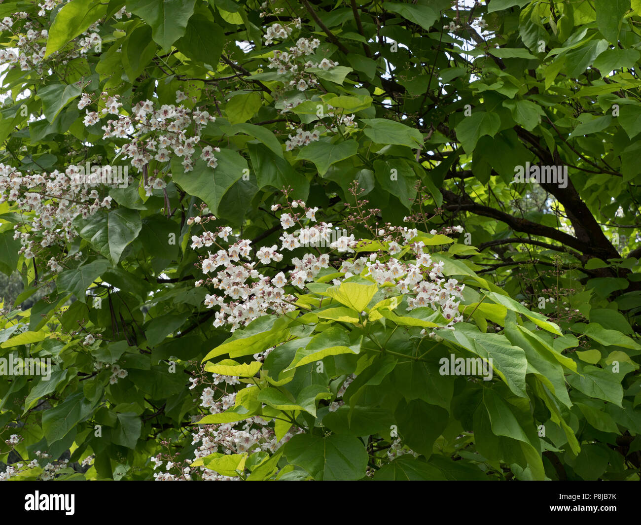 Southern catalpa Catalpa bignonioides in flower Stock Photo - Alamy