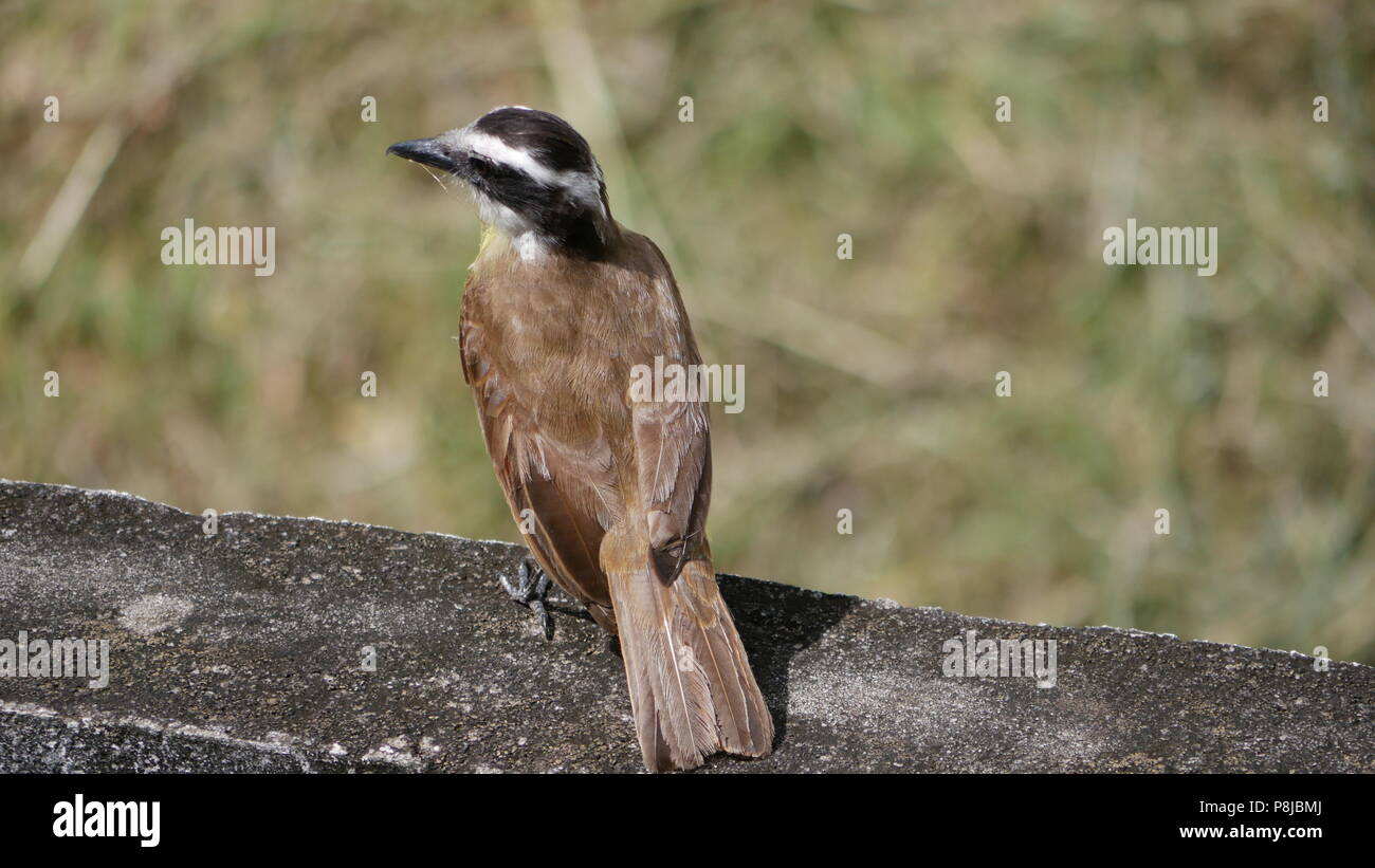 Kiskadee bird hi-res stock photography and images - Alamy