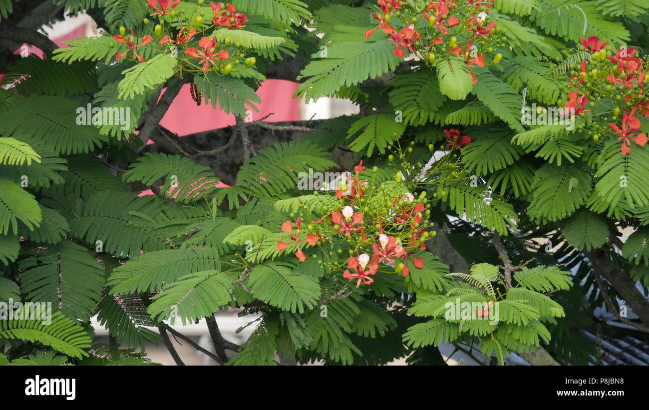 Inflorence hi-res stock photography and images - Alamy