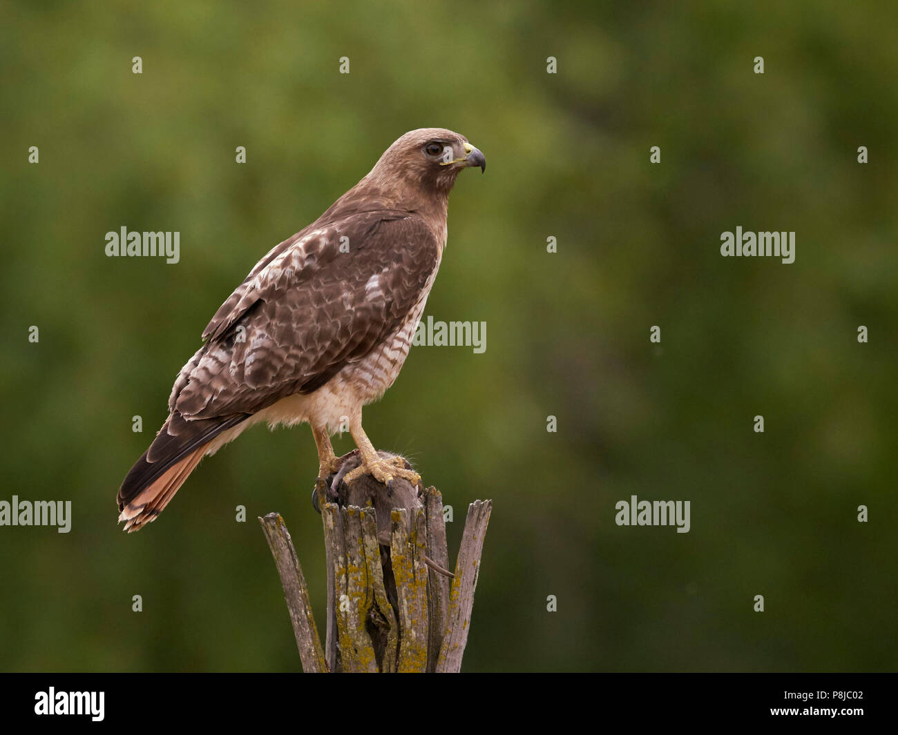 Red tailed hawk on fence post hi-res stock photography and images - Alamy