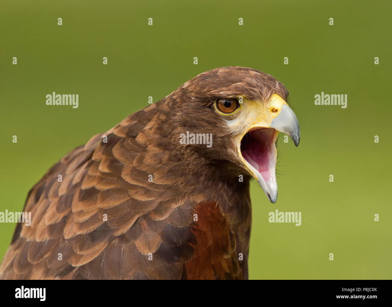 Haha hi-res stock photography and images - Alamy