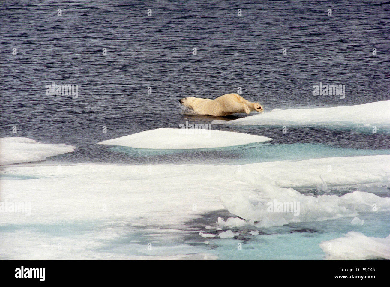 A Polarbaer jumps from an ice floe into the blue waters of the Beaufort ...