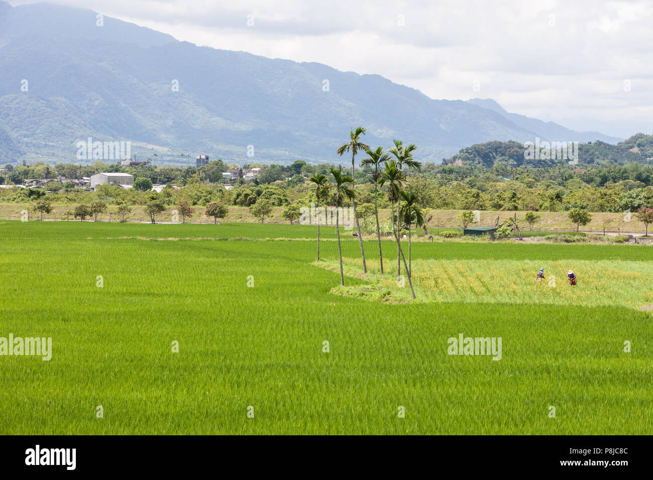 Ruisui,rice,fields,countryside,south,of,Taipei,Taiwan,China,Chinese ...