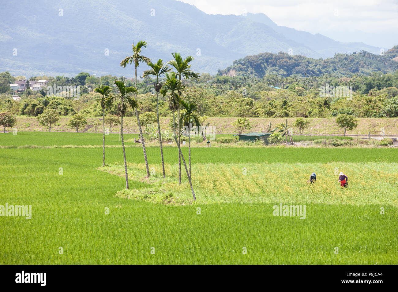 Ruisui,rice,fields,countryside,south,of,Taipei,Taiwan,China,Chinese ...