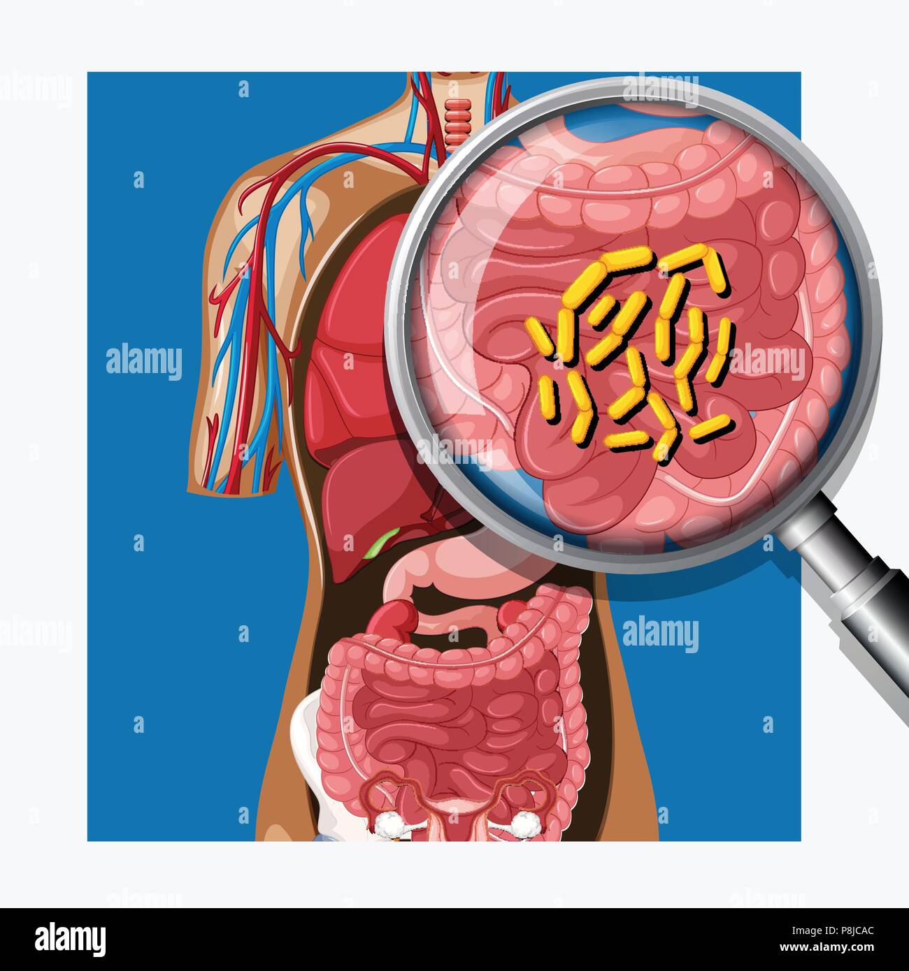 Human healthy intestinal microflora hi-res stock photography and images ...