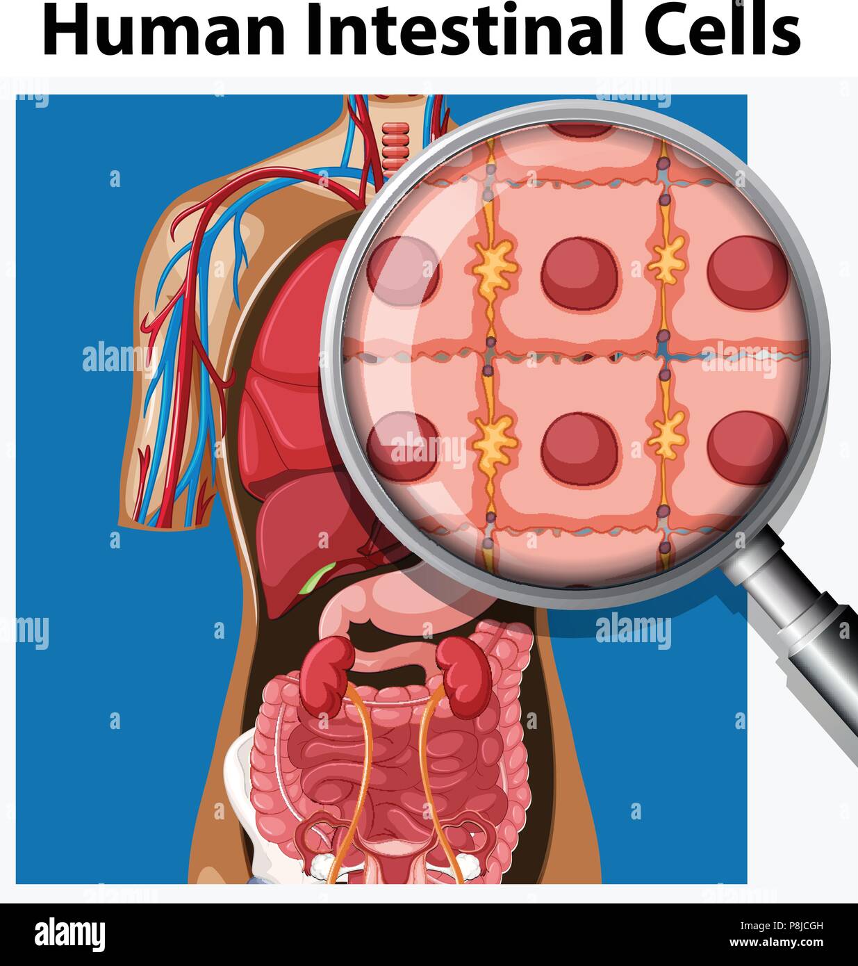 Intestinal Cells and Magnifying Glass illustration Stock Vector Image ...