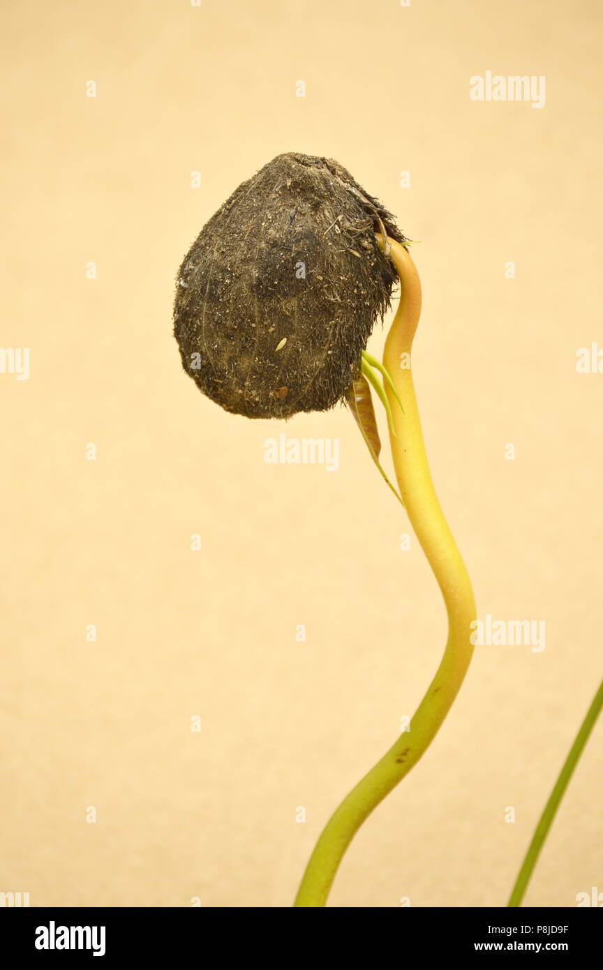 Baby mango tree hi-res stock photography and images - Alamy