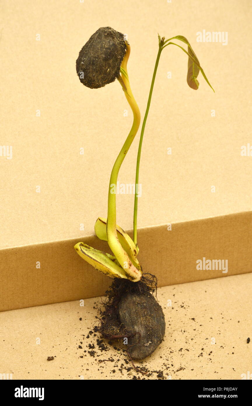 Baby mango tree hi-res stock photography and images - Alamy