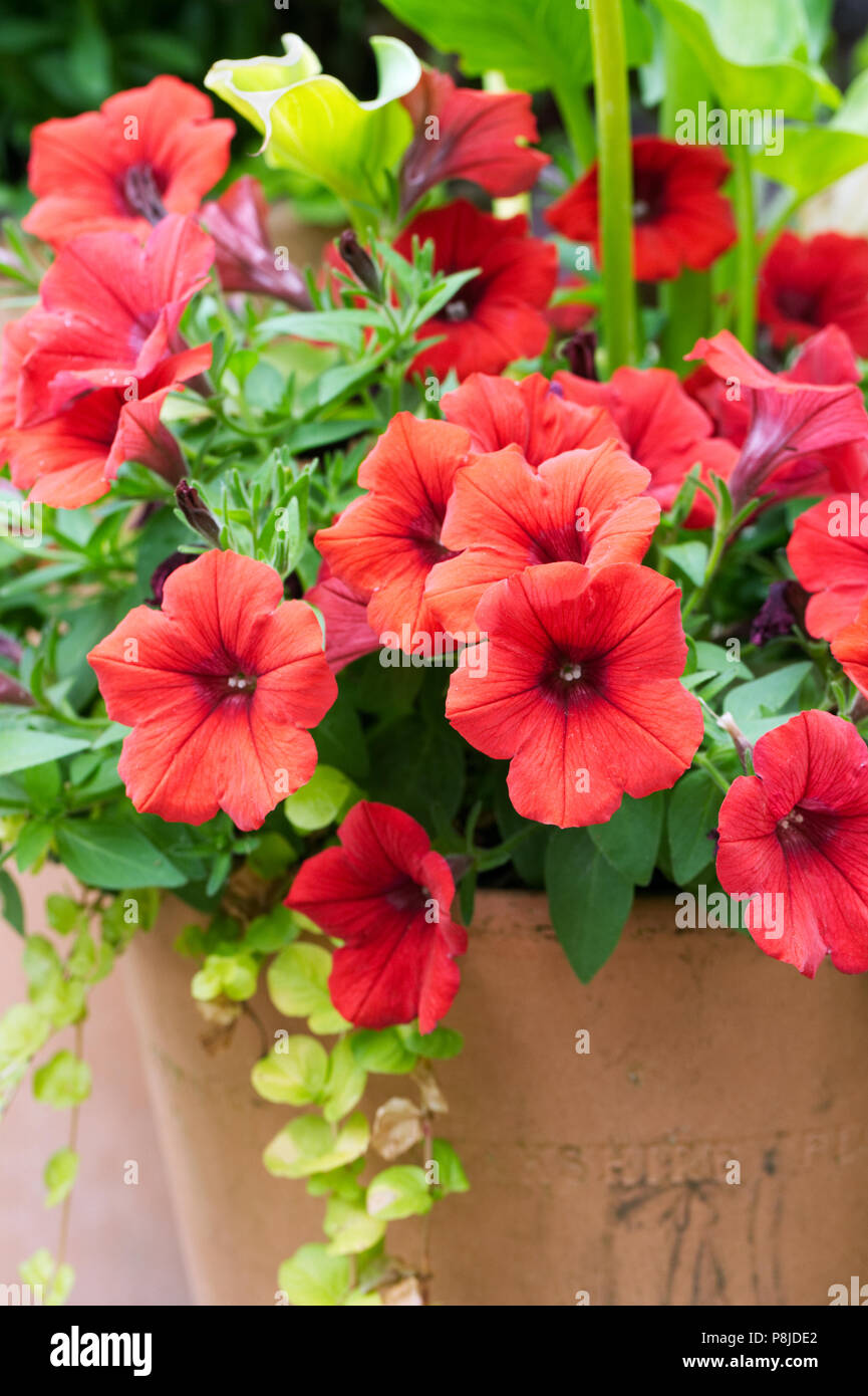 Ornamental flower garden petunias hi-res stock photography and images ...
