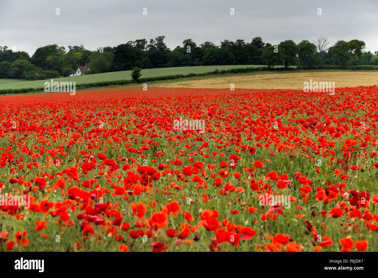 Poppy fields Royston Stock Photo - Alamy