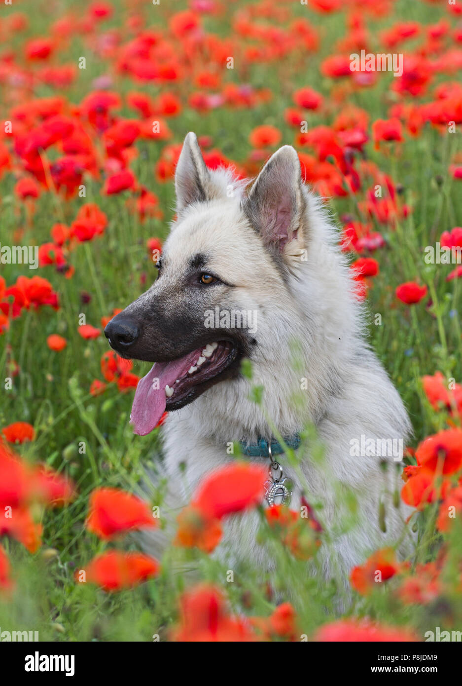 German Shepherd Dog in poppy field Stock Photo - Alamy
