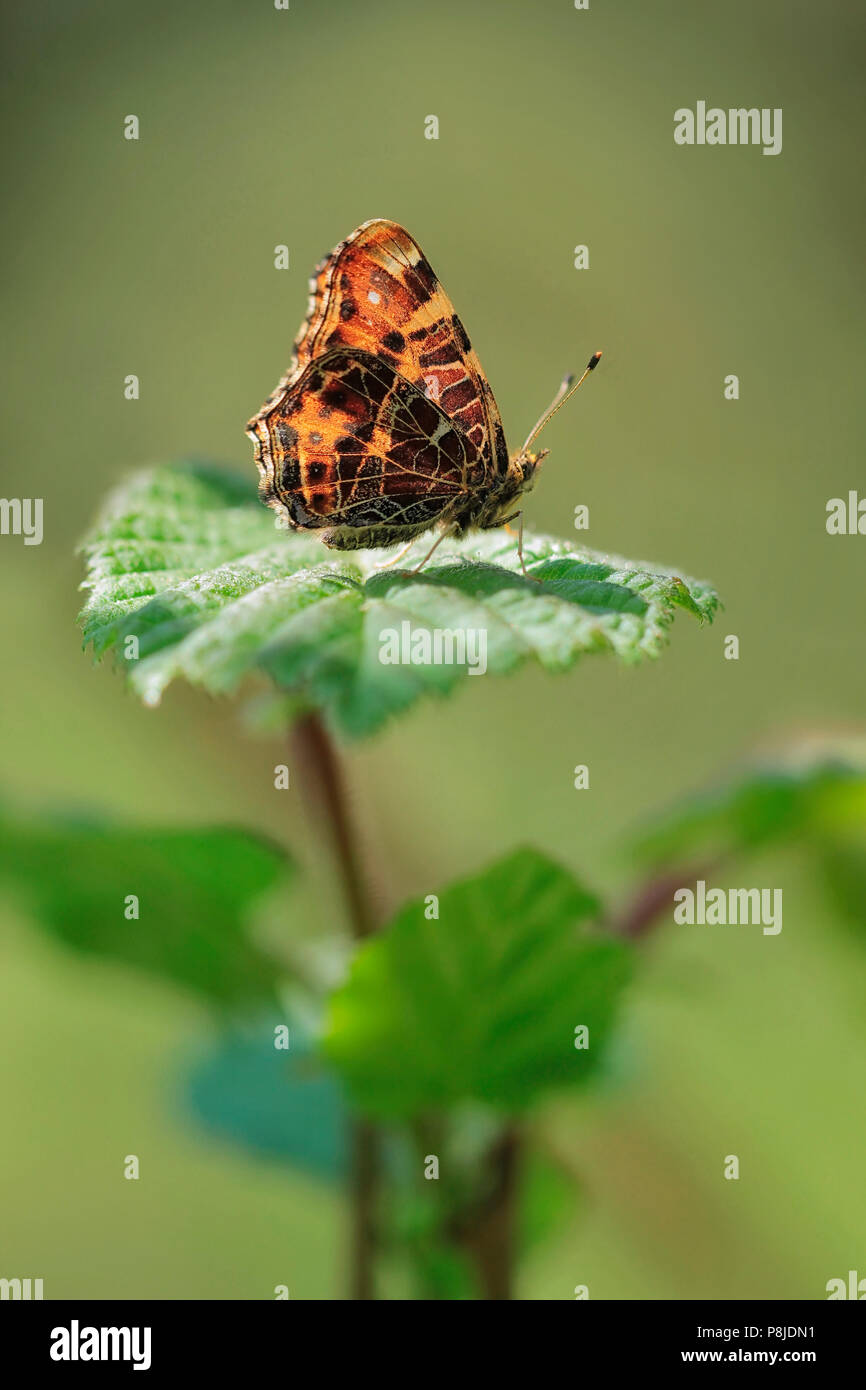 The map butterfly Araschnia levana Stock Photo - Alamy