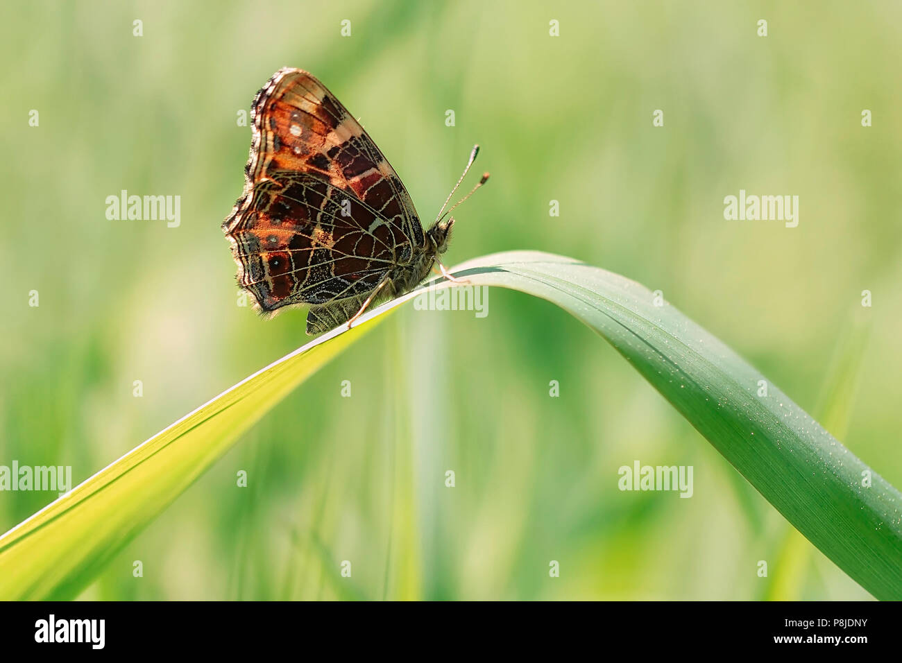 The map butterfly Araschnia levana Stock Photo - Alamy