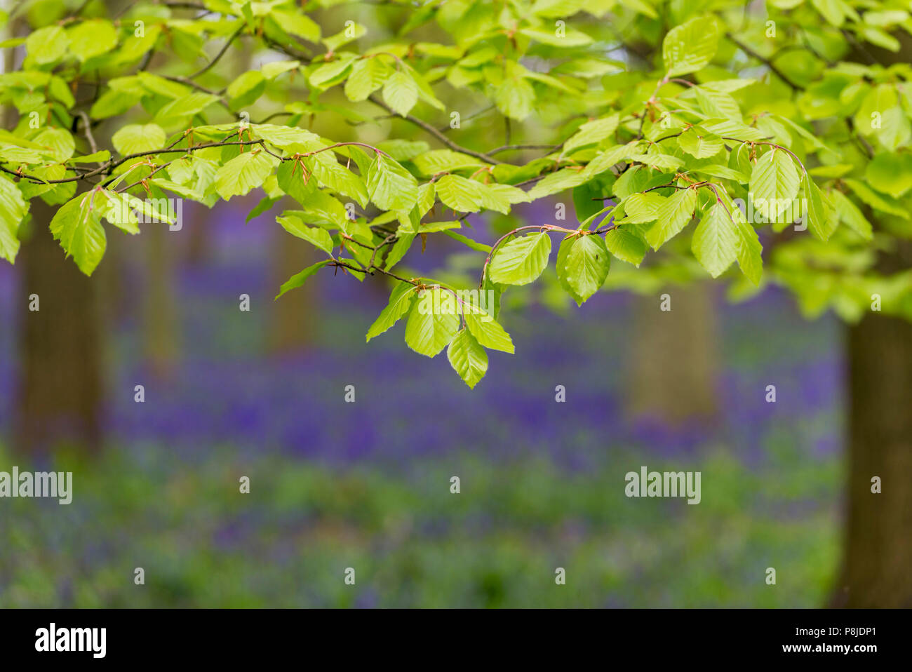 Dockey Wood Bluebell Woods Ashridge Estate Stock Photo - Alamy
