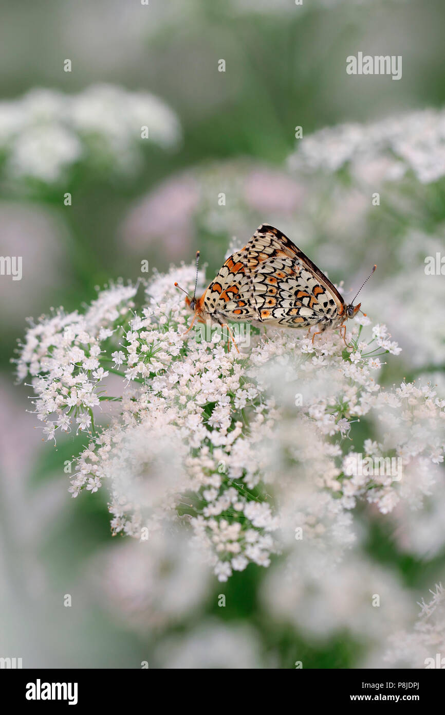 Glanville fritillary (Melitaea cinxia) is a butterfly of the family ...
