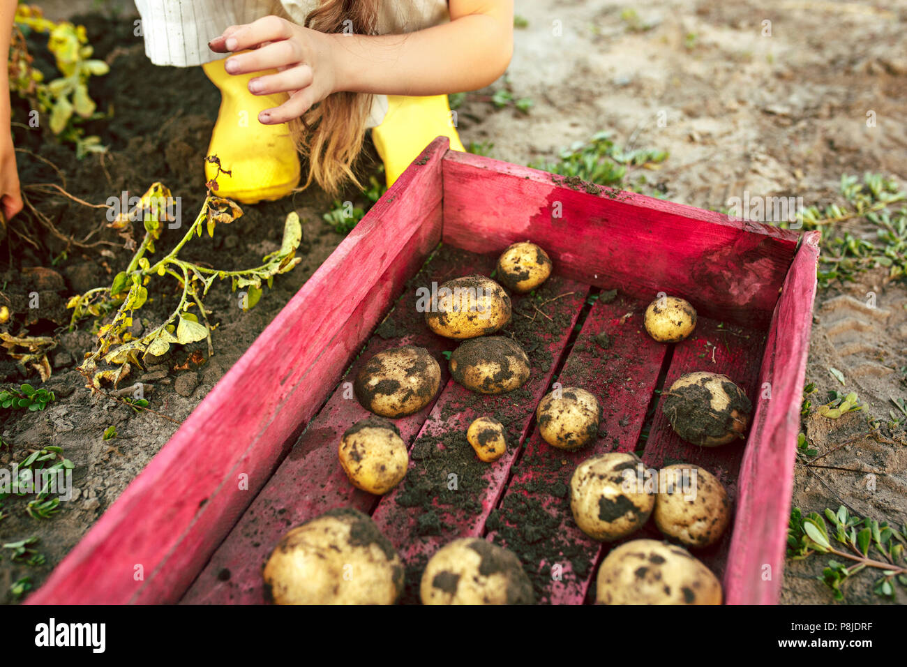 Dig potatoes children hi-res stock photography and images - Alamy