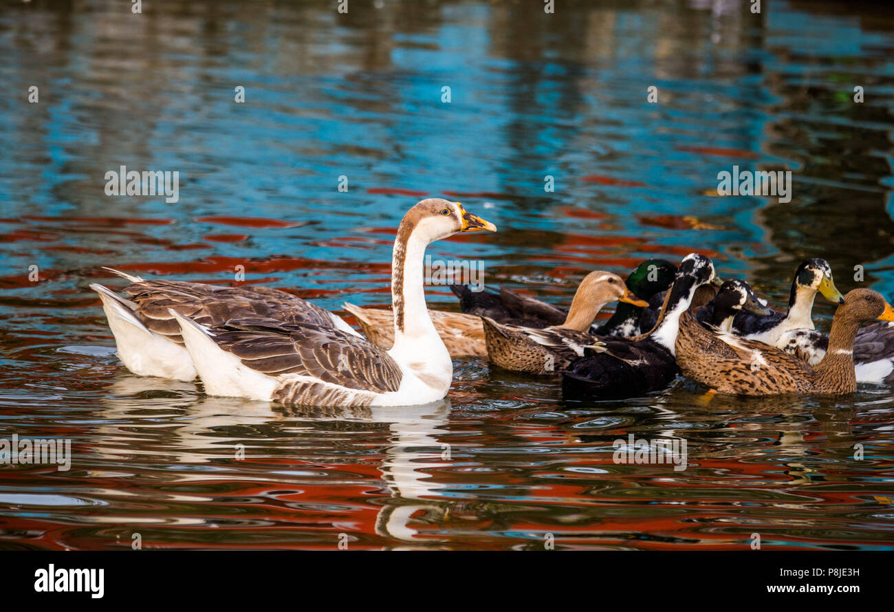 Flock domestic geese walking on hi-res stock photography and images - Alamy