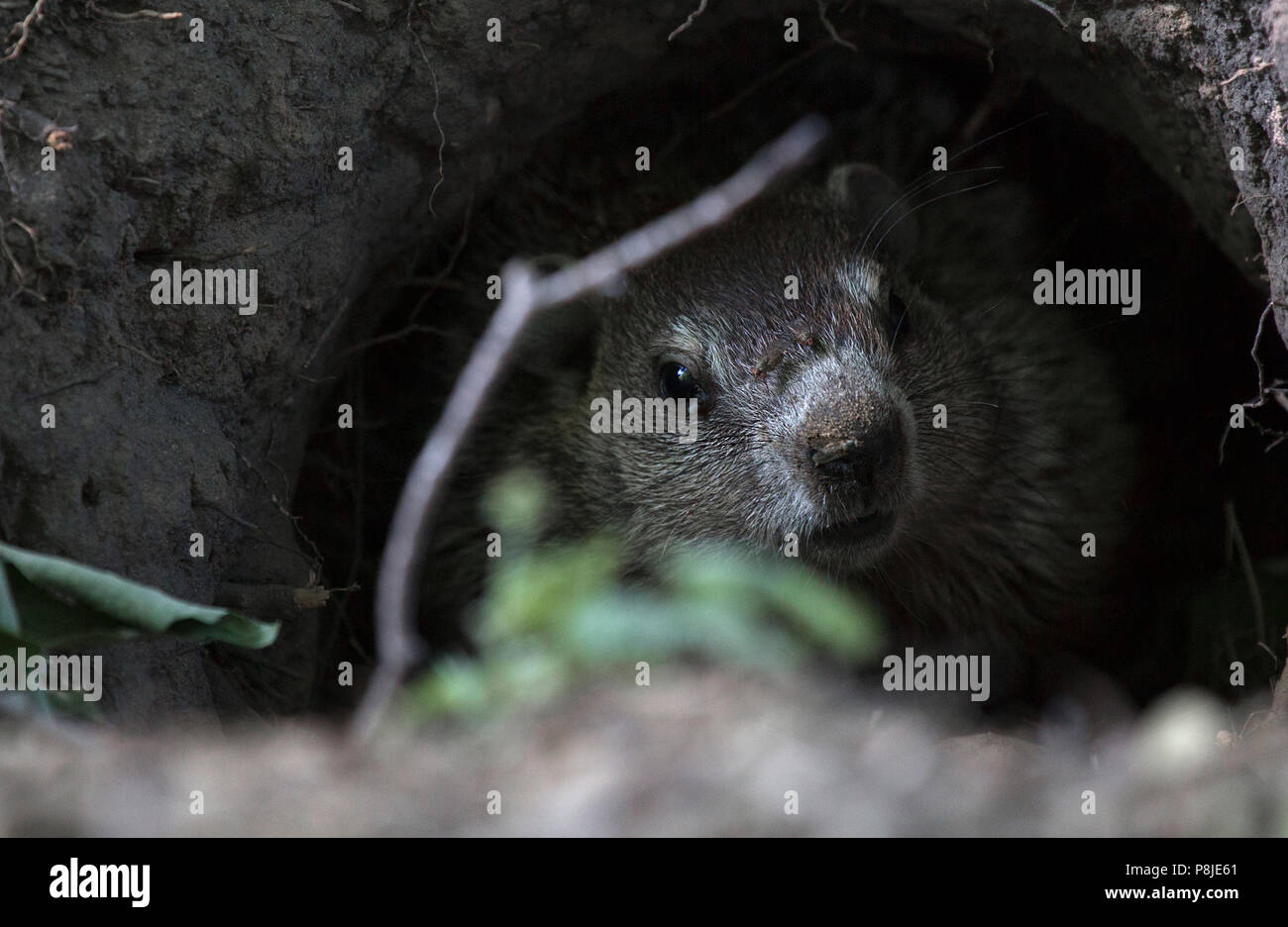 Groundhog burrow hi-res stock photography and images - Alamy
