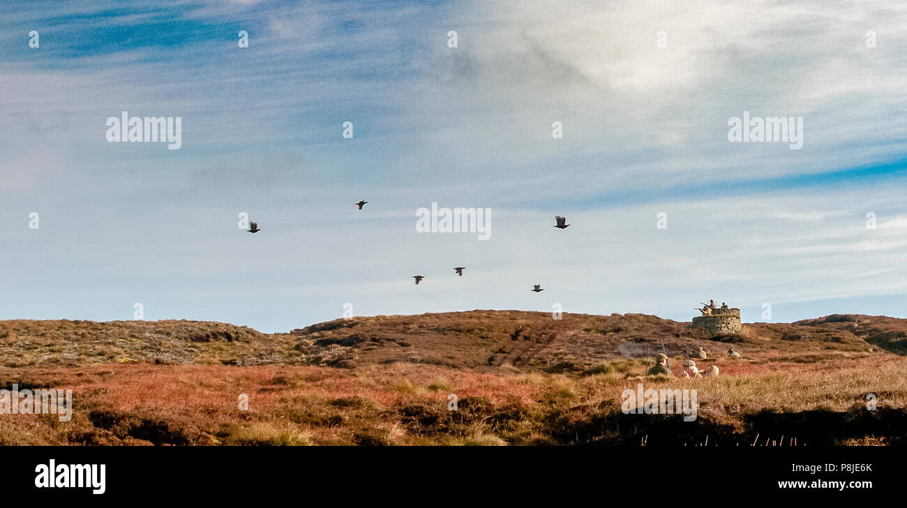 Grouse flight uk august hi-res stock photography and images - Alamy