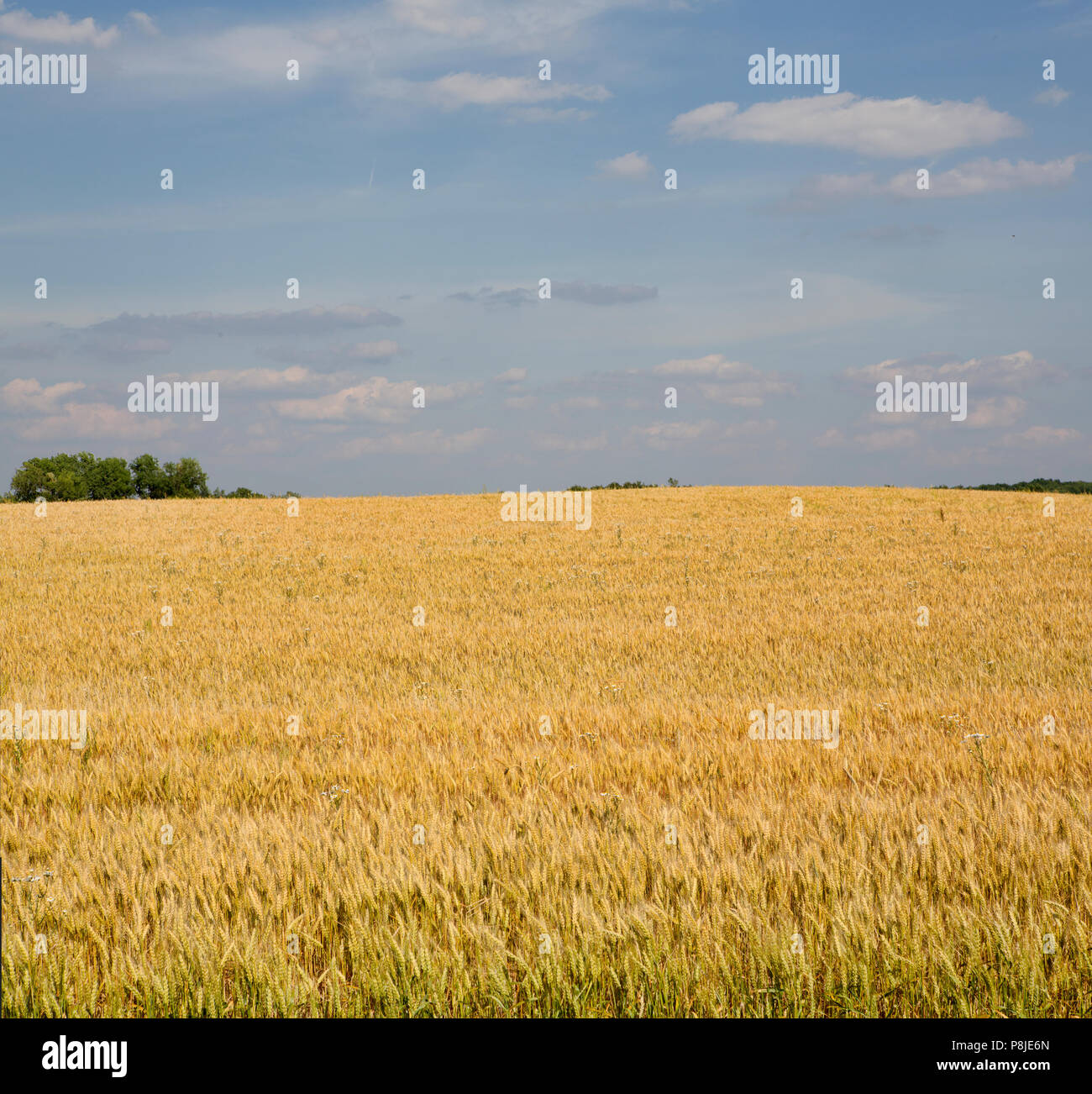 Grain crop ripens under a blue sky and the Summer sunshine of a Western ...