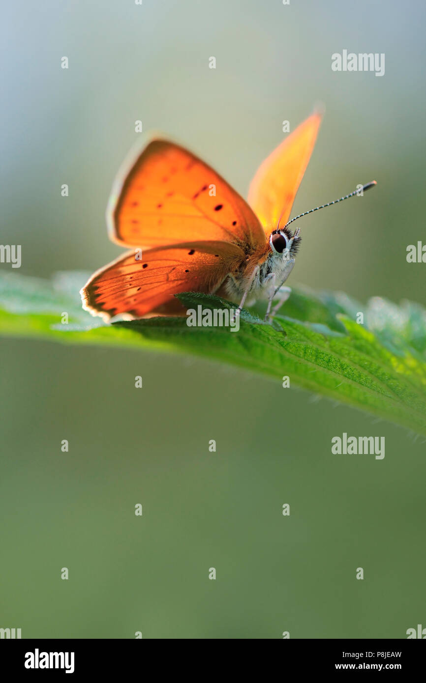 scarce copper (Lycaena virgaureae) is a butterfly of the family ...