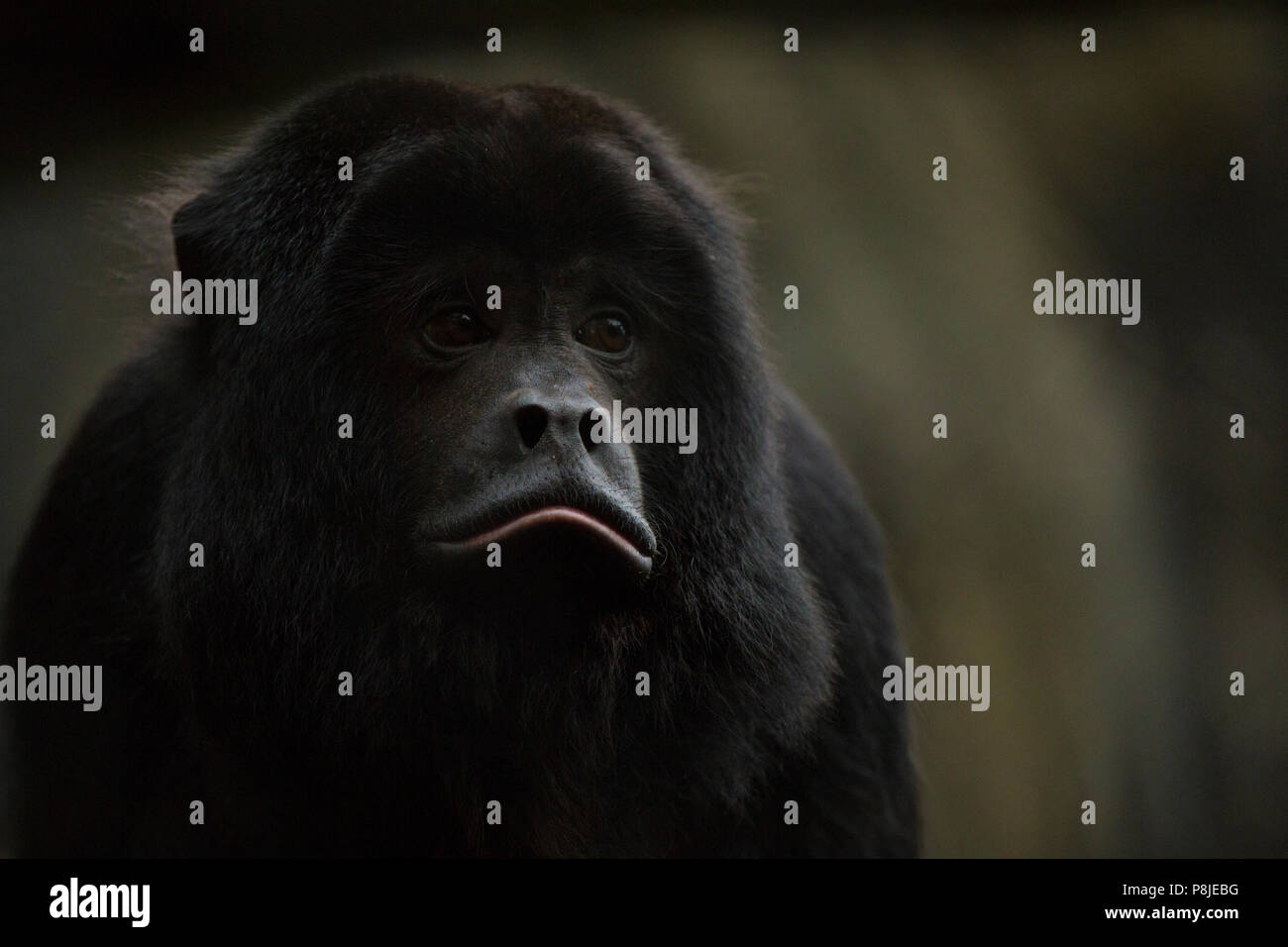 A black howler monkey stares forlornly from his cage, perhaps ...