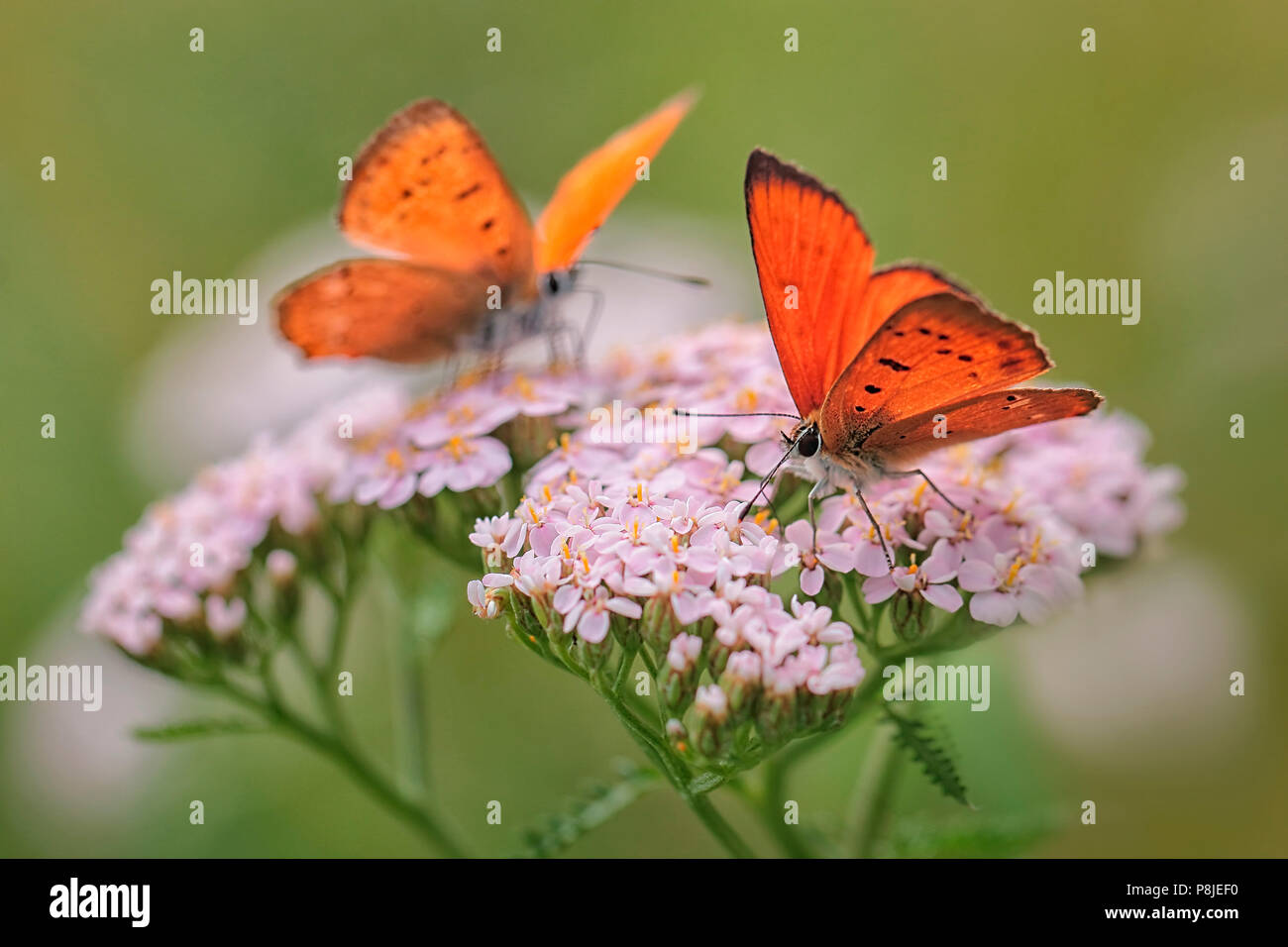 scarce copper (Lycaena virgaureae) is a butterfly of the family ...