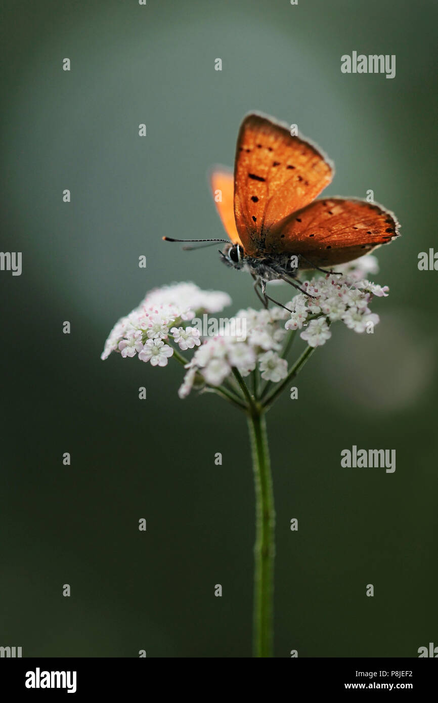 scarce copper (Lycaena virgaureae) is a butterfly of the family ...