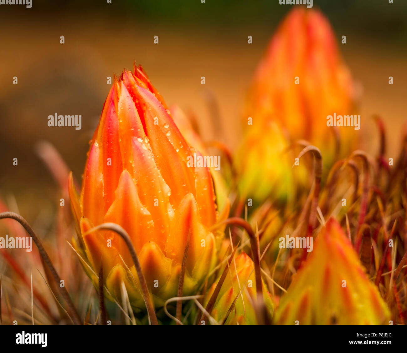 Brightly colored cactus flowers covered in rain drops Stock Photo - Alamy