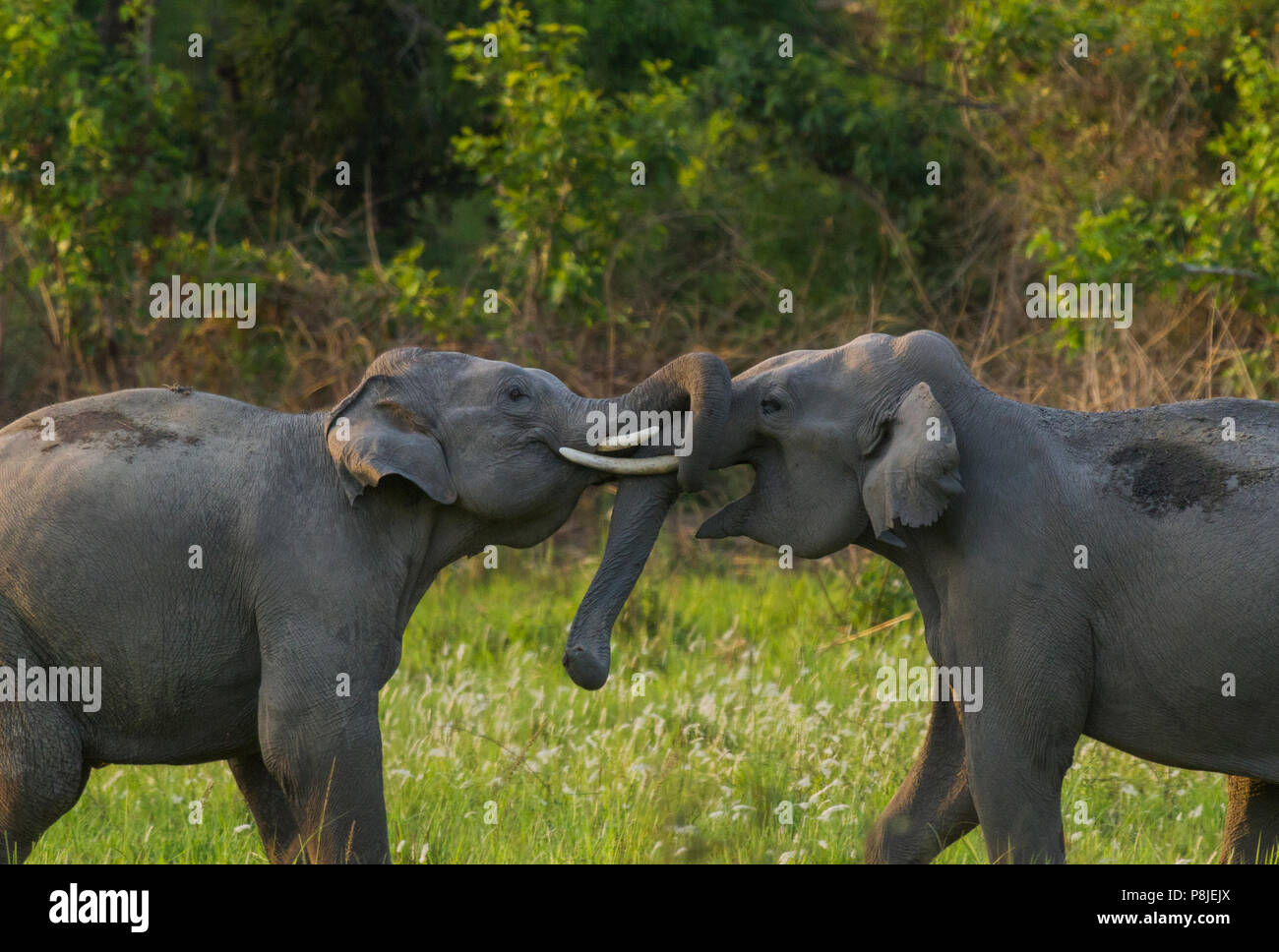 Asian elephant or Asiatic elephant or Elephas maximus fighting at Jim ...