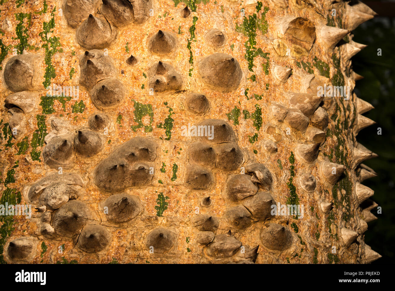 Floss Silk Tree (Ceiba speciosa Stock Photo - Alamy
