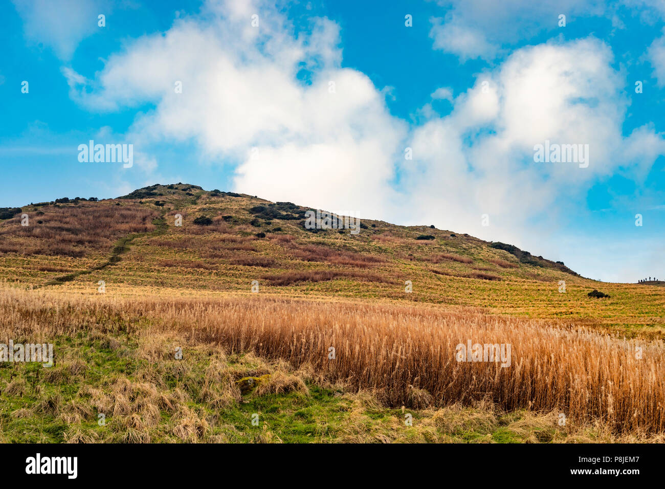 Landscape view of a row of wild wheat with Scottish mountains in the ...