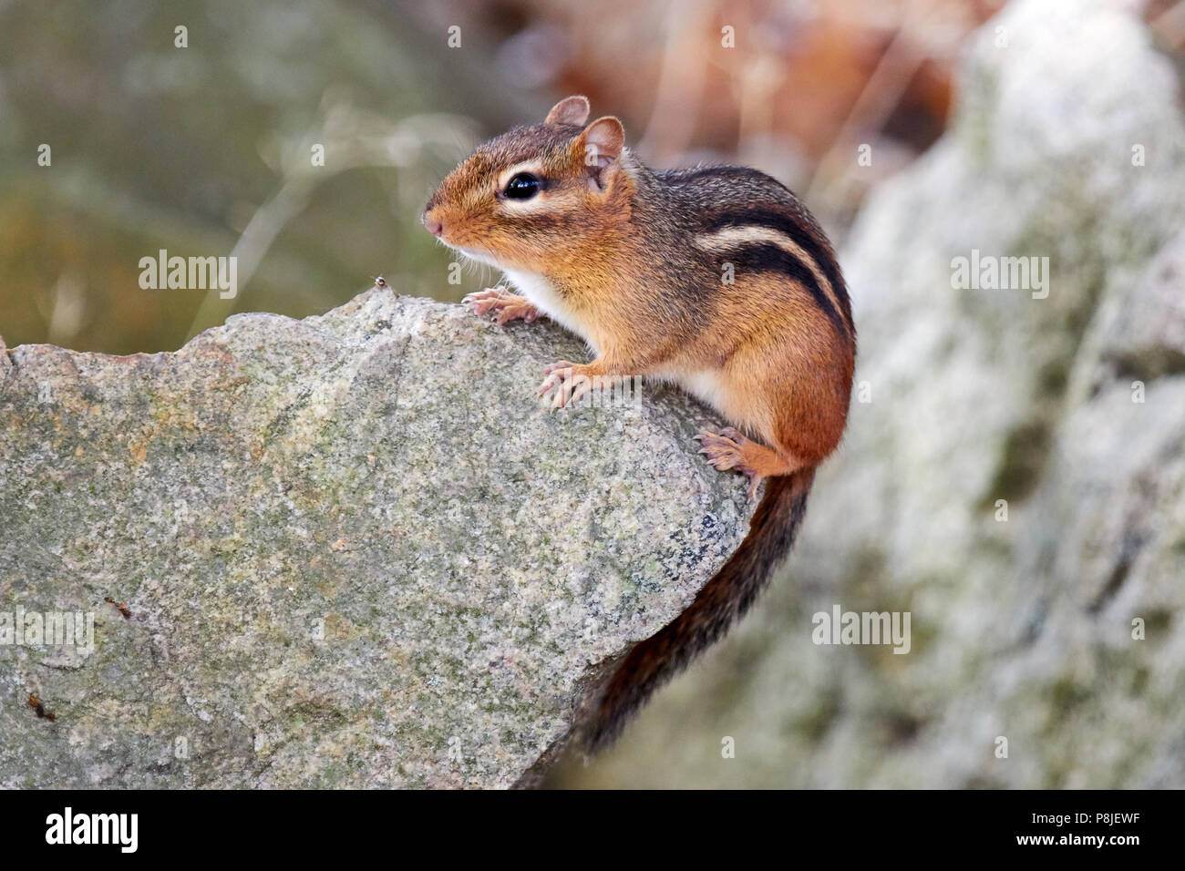 Chipmunk sitting on a rock side view test Stock Photo - Alamy