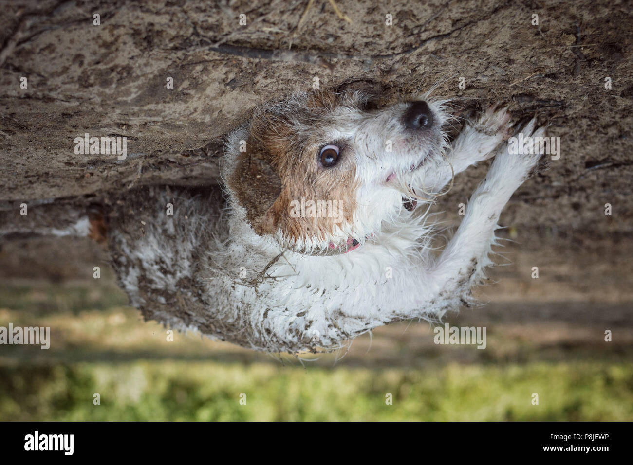 DIRTY JACK RUSSELL DOG WALLOW IN THE MUD Stock Photo - Alamy