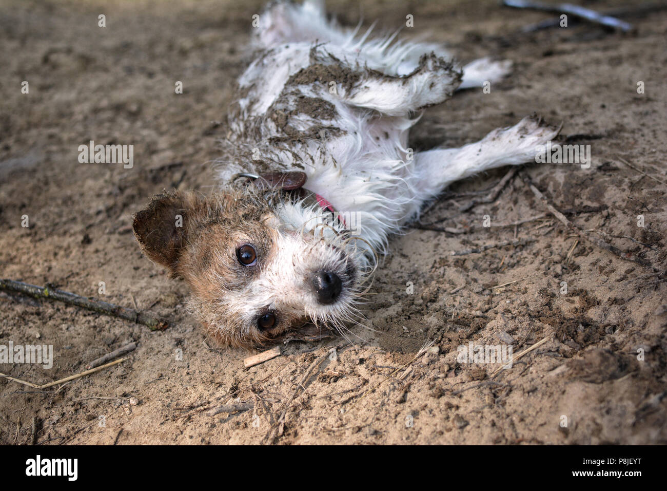 DIRTY JACK RUSSEL DOG HAVING FUN IN A MUD PUDDLE ON A NATURAL MUD ...